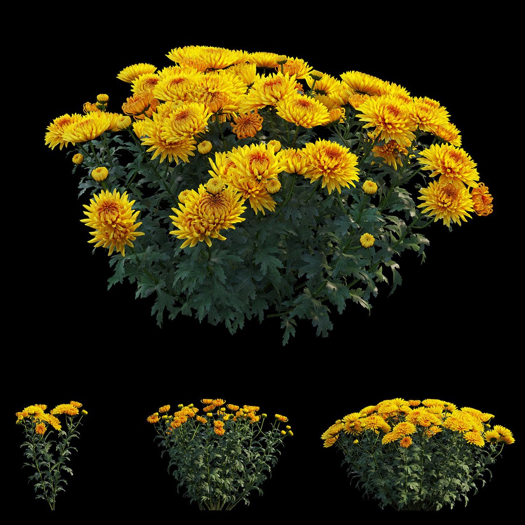 3D Model Chrysanthemum Flower Plant Set - TurboSquid 1537687