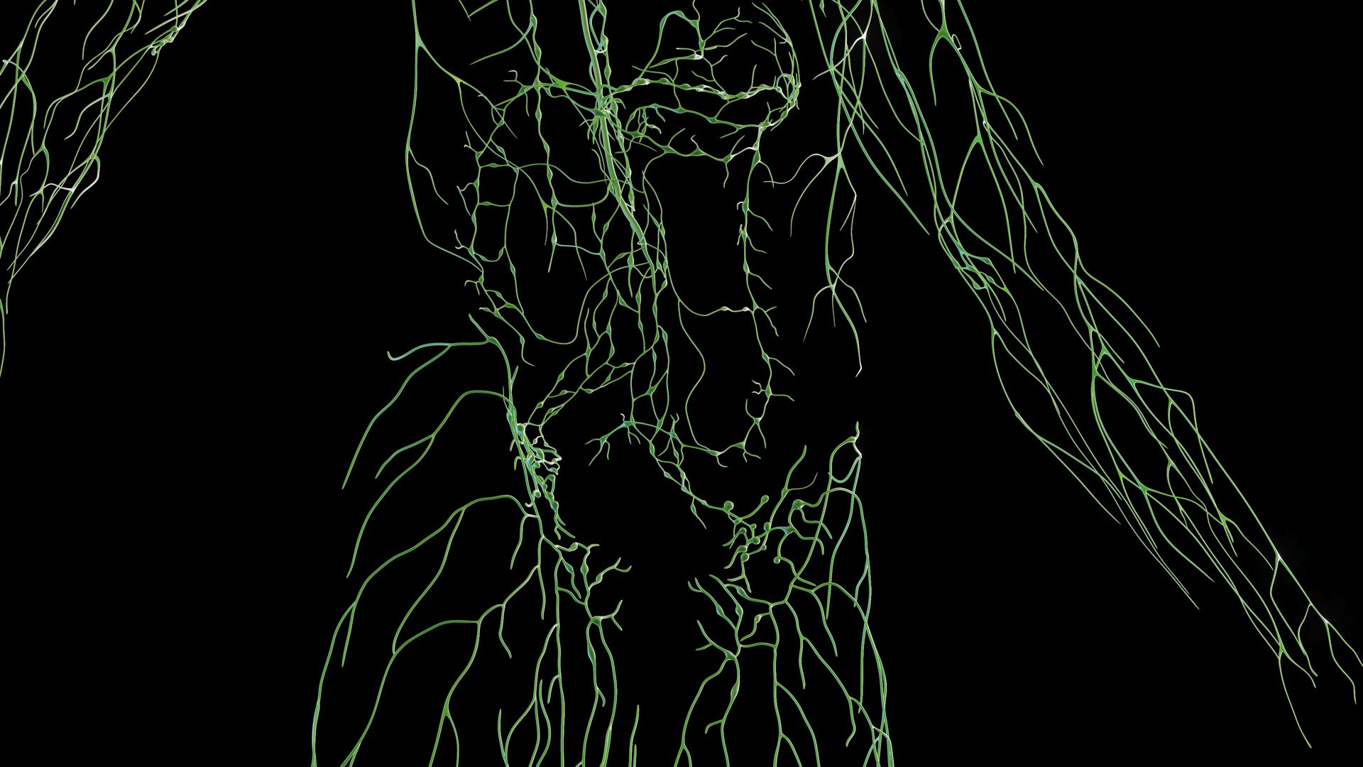 Human Male Lymphatic System Model - TurboSquid 2015219
