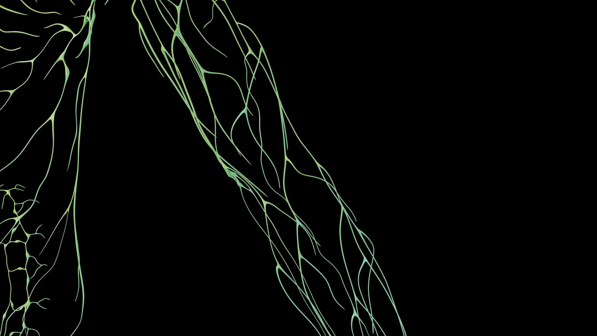 Human Male Lymphatic System Model - TurboSquid 2015219