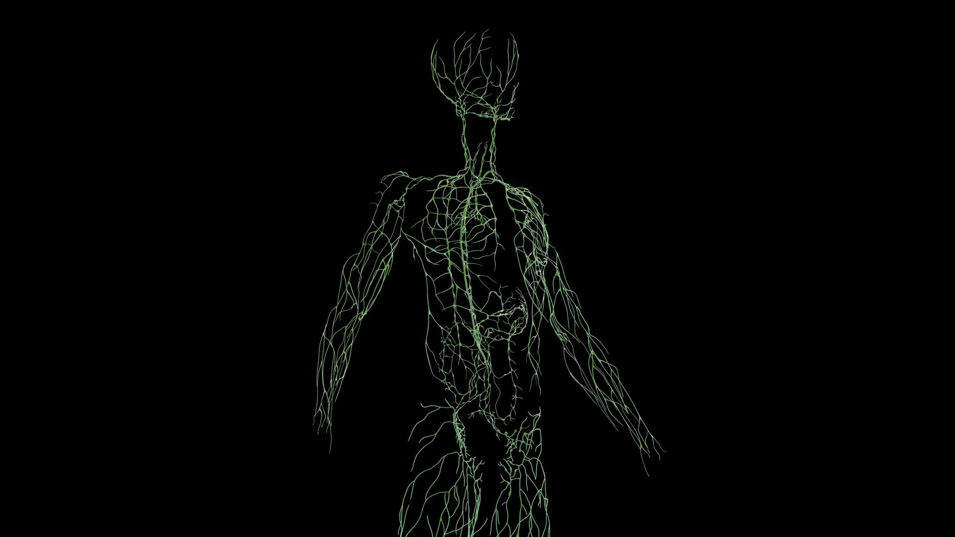Human Male Lymphatic System model - TurboSquid 2015219