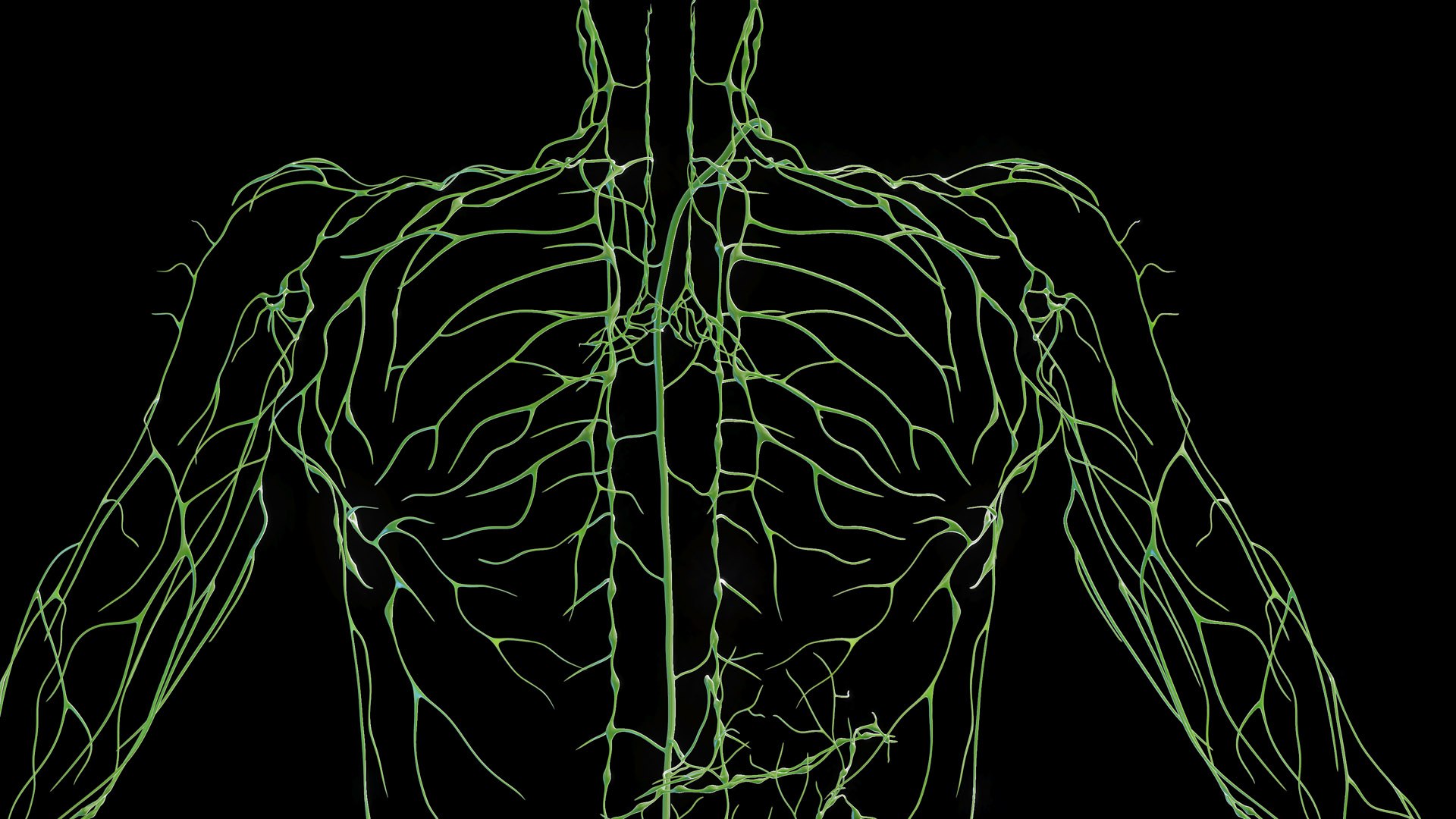 Human Male Lymphatic System Model - TurboSquid 2015219