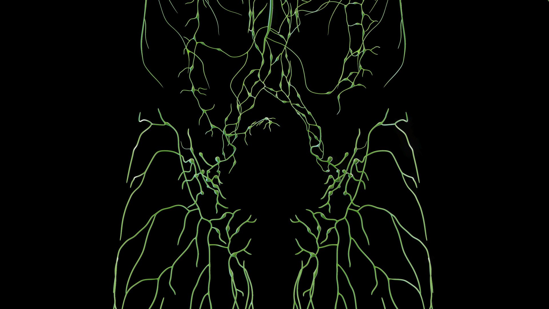 Human Male Lymphatic System Model - TurboSquid 2015219