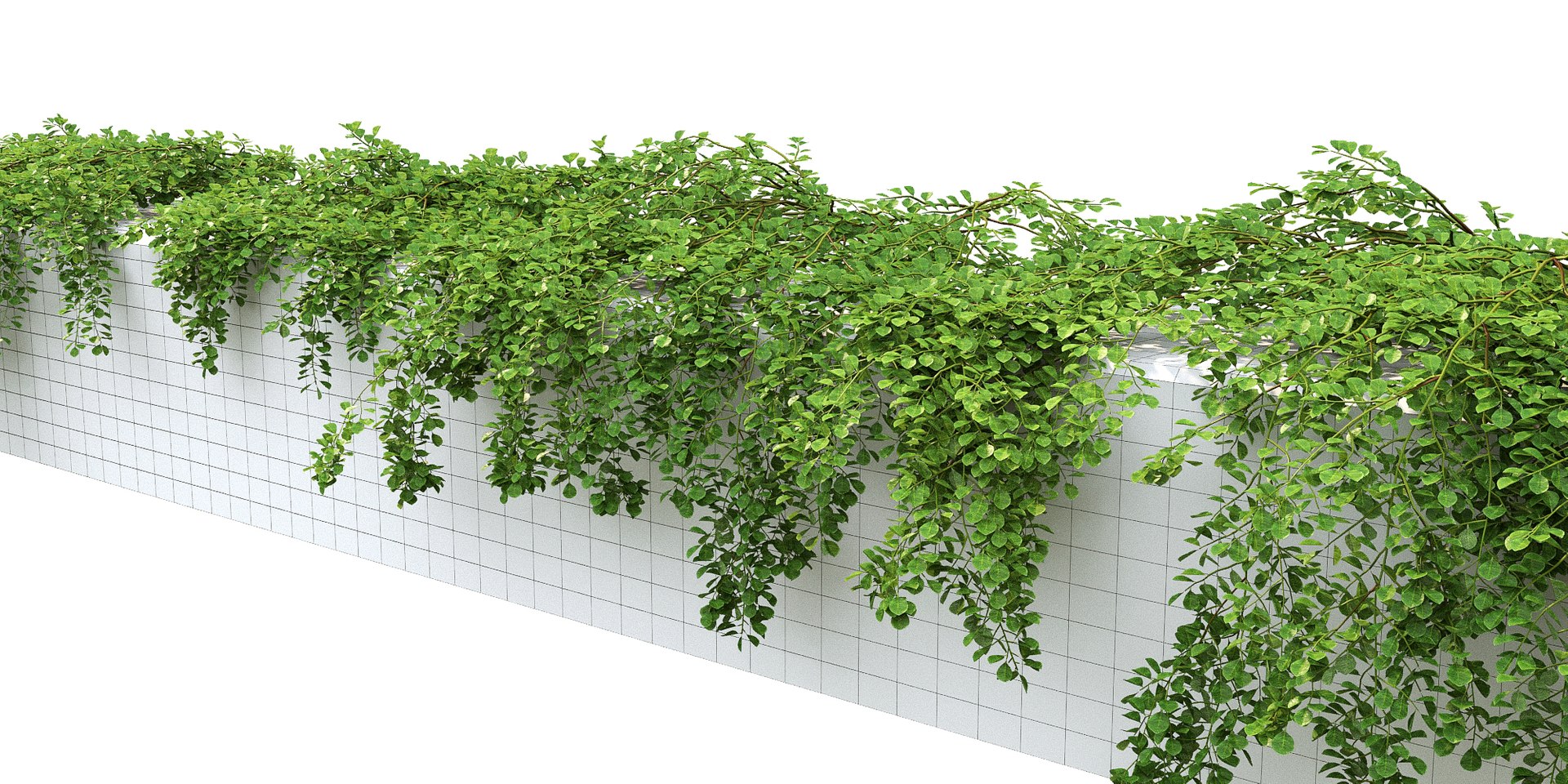 Creeping Cotoneaster 3D Model - TurboSquid 1476527