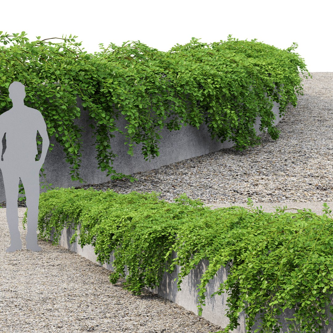 Creeping Cotoneaster 3D Model - TurboSquid 1476527