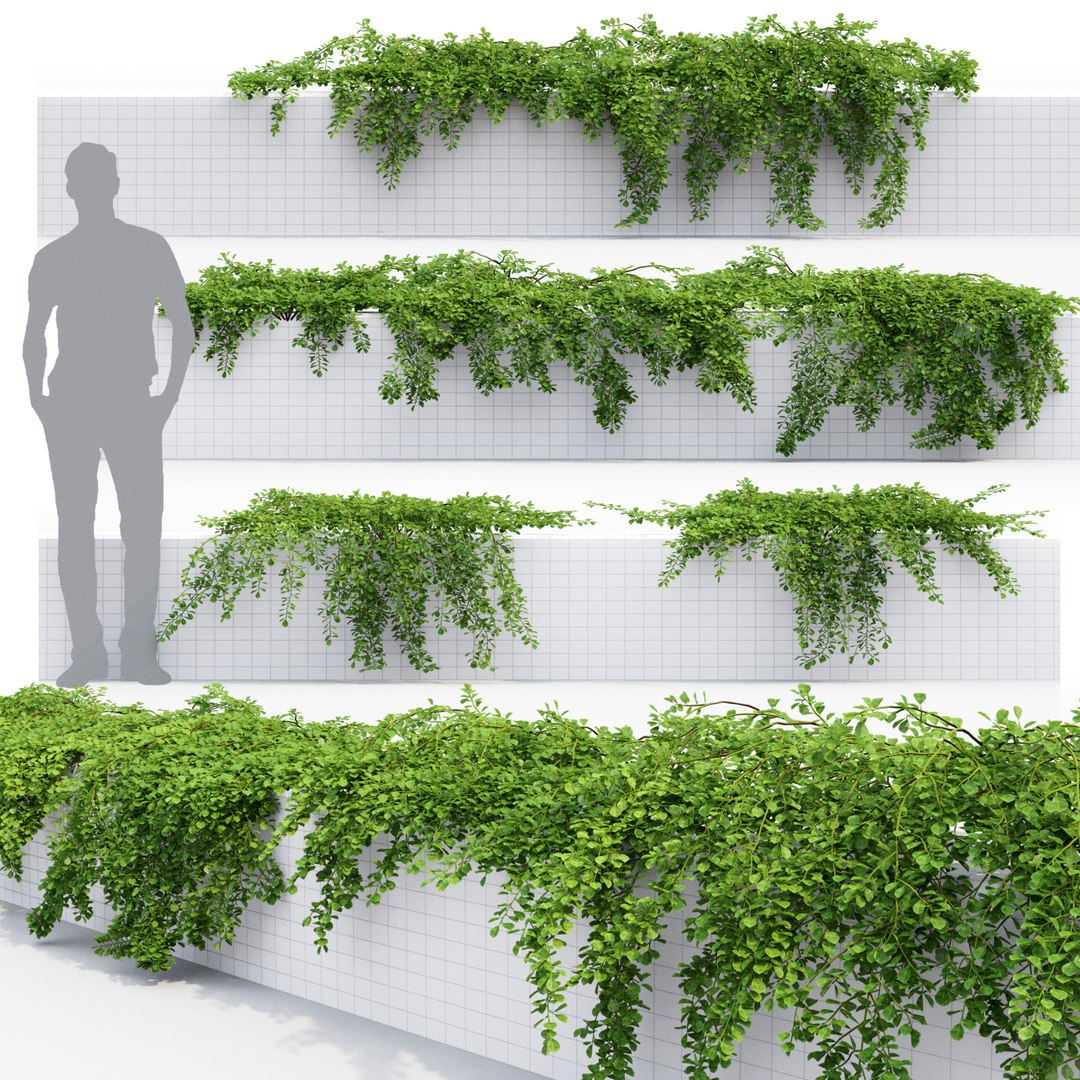 Creeping Cotoneaster 3D Model - TurboSquid 1476527