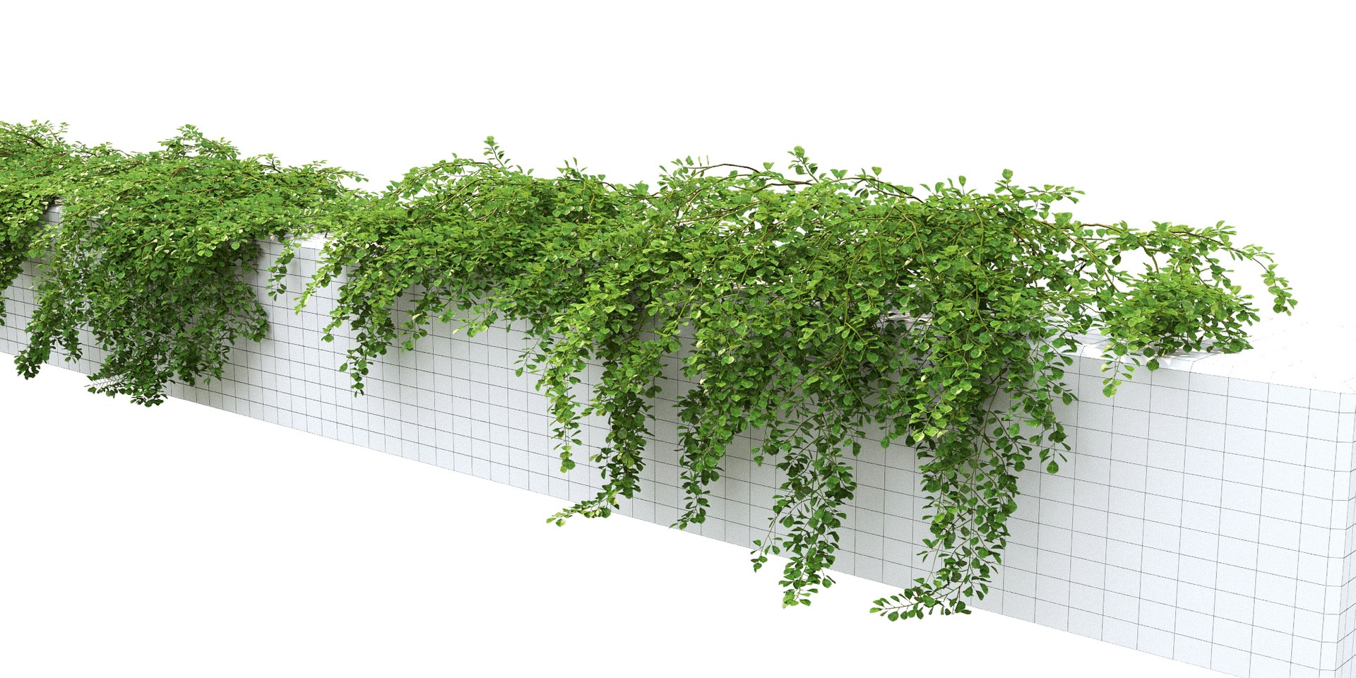 Creeping Cotoneaster 3D Model - TurboSquid 1476527
