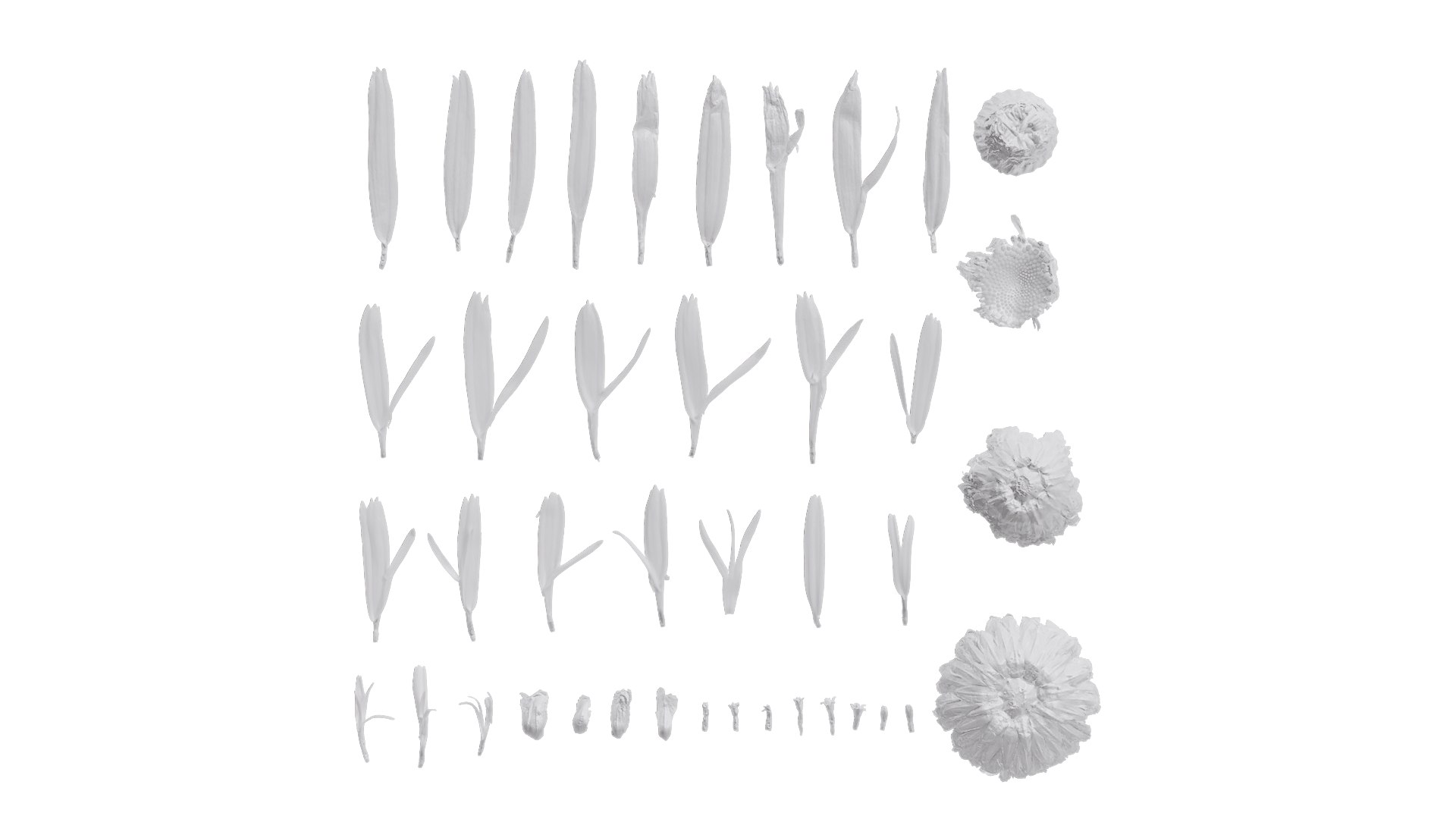 3D Anydrafts Leucanthemum Superbum Aglaia Flower 02 Textures Model ...