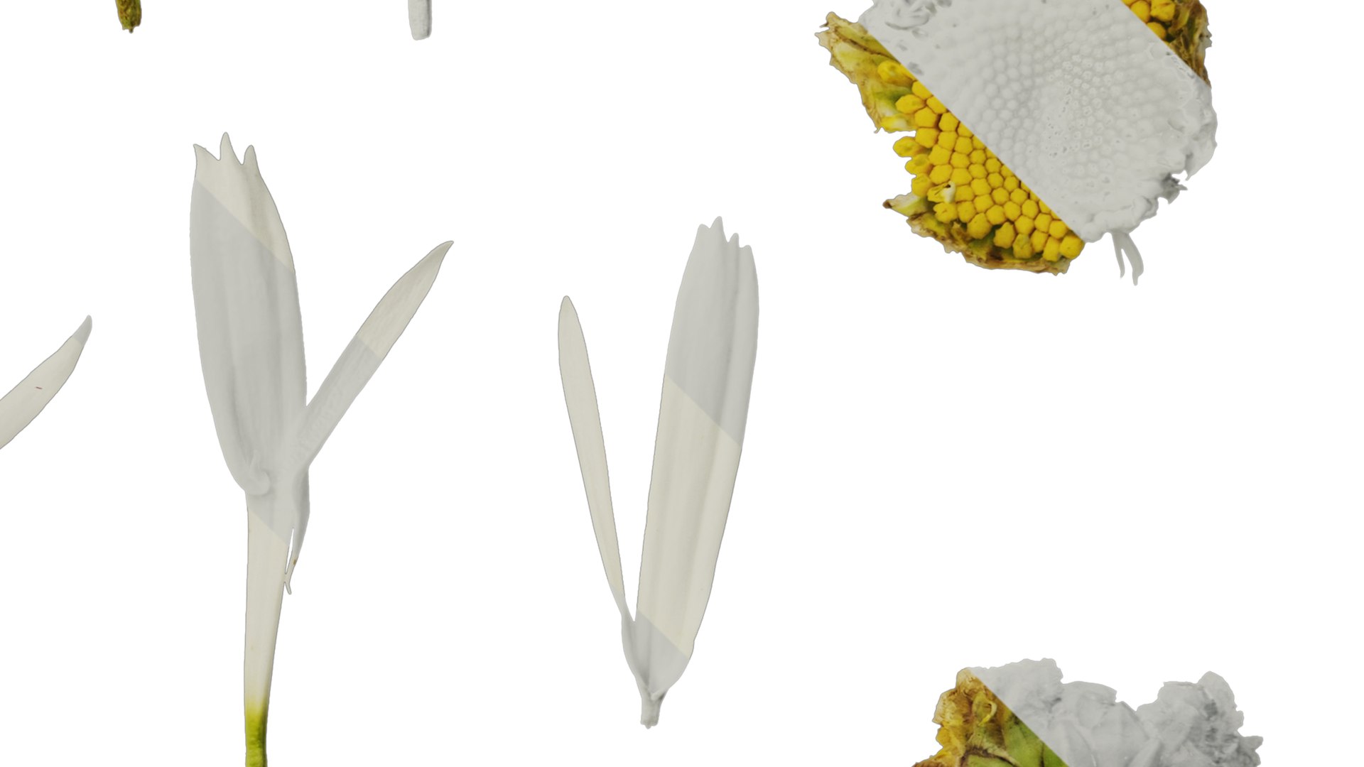 3D Anydrafts Leucanthemum Superbum Aglaia Flower 02 Textures Model ...