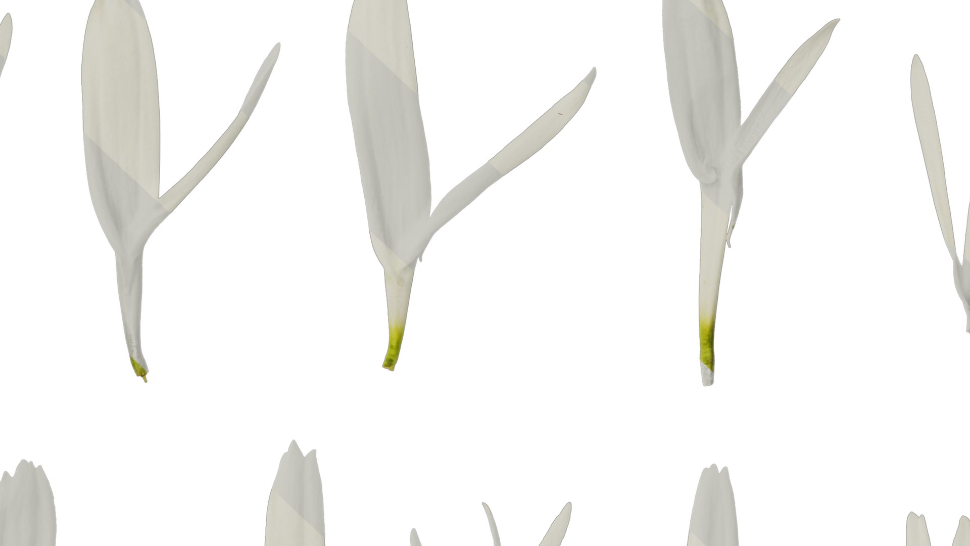 3D Anydrafts Leucanthemum Superbum Aglaia Flower 02 Textures Model ...