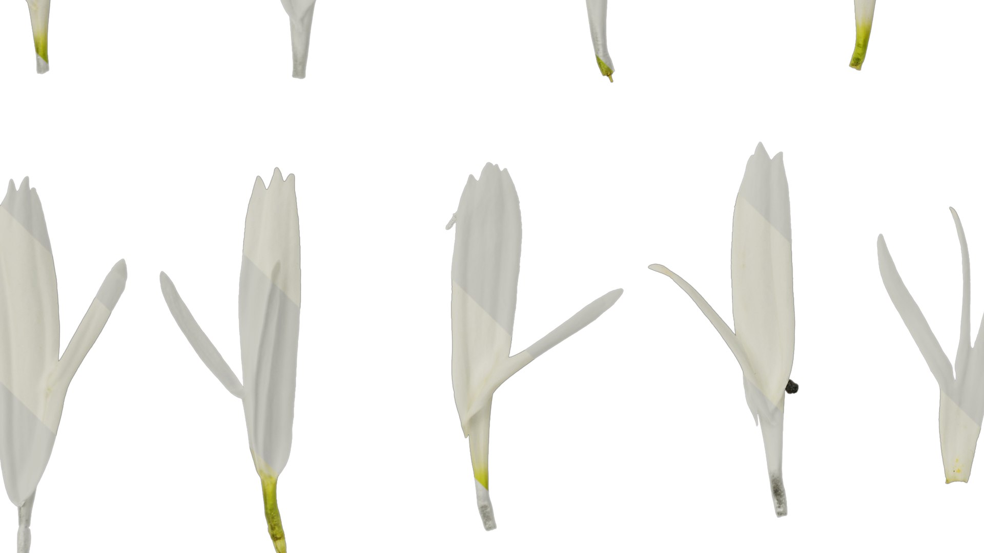 3D Anydrafts Leucanthemum Superbum Aglaia Flower 02 Textures Model ...