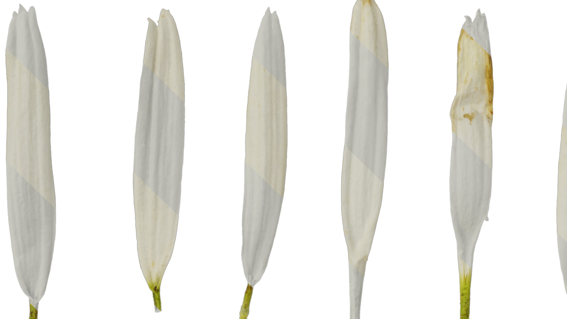 3D Anydrafts Leucanthemum Superbum Aglaia Flower 02 Textures Model ...