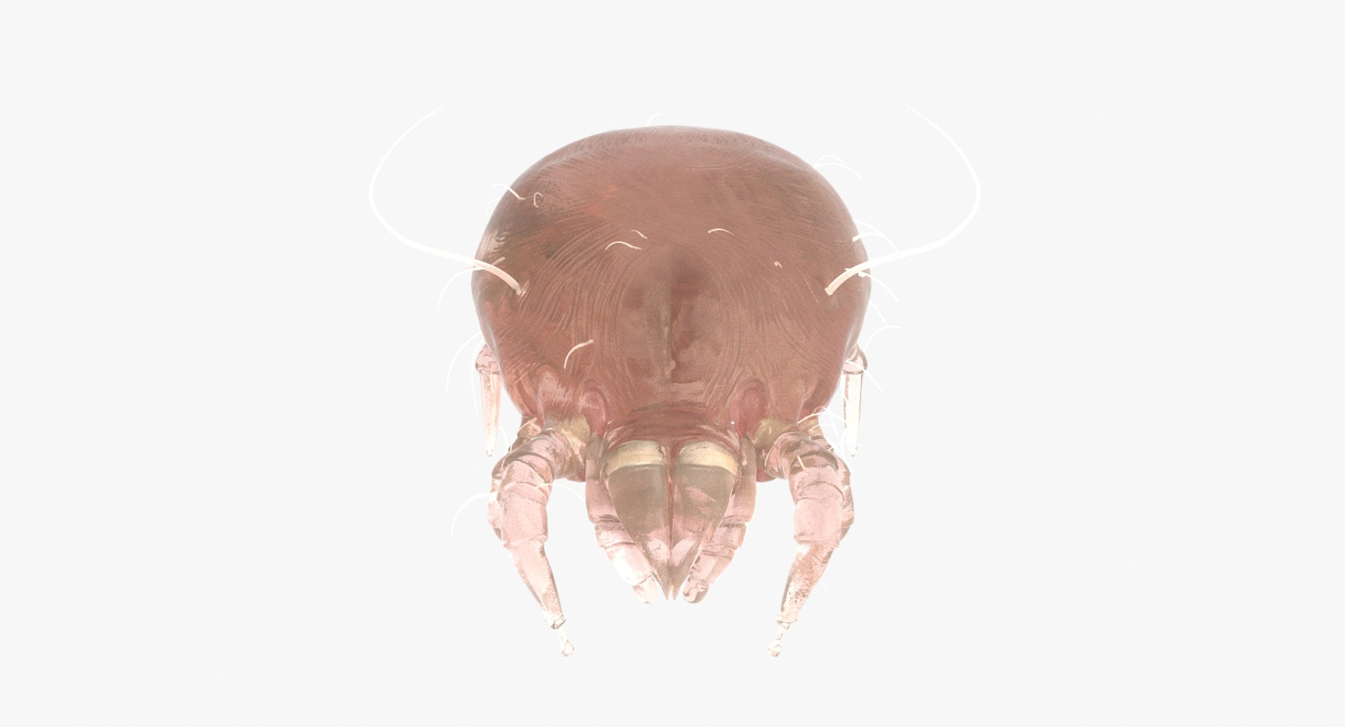 Dust Mite Animation Model - TurboSquid 1393999