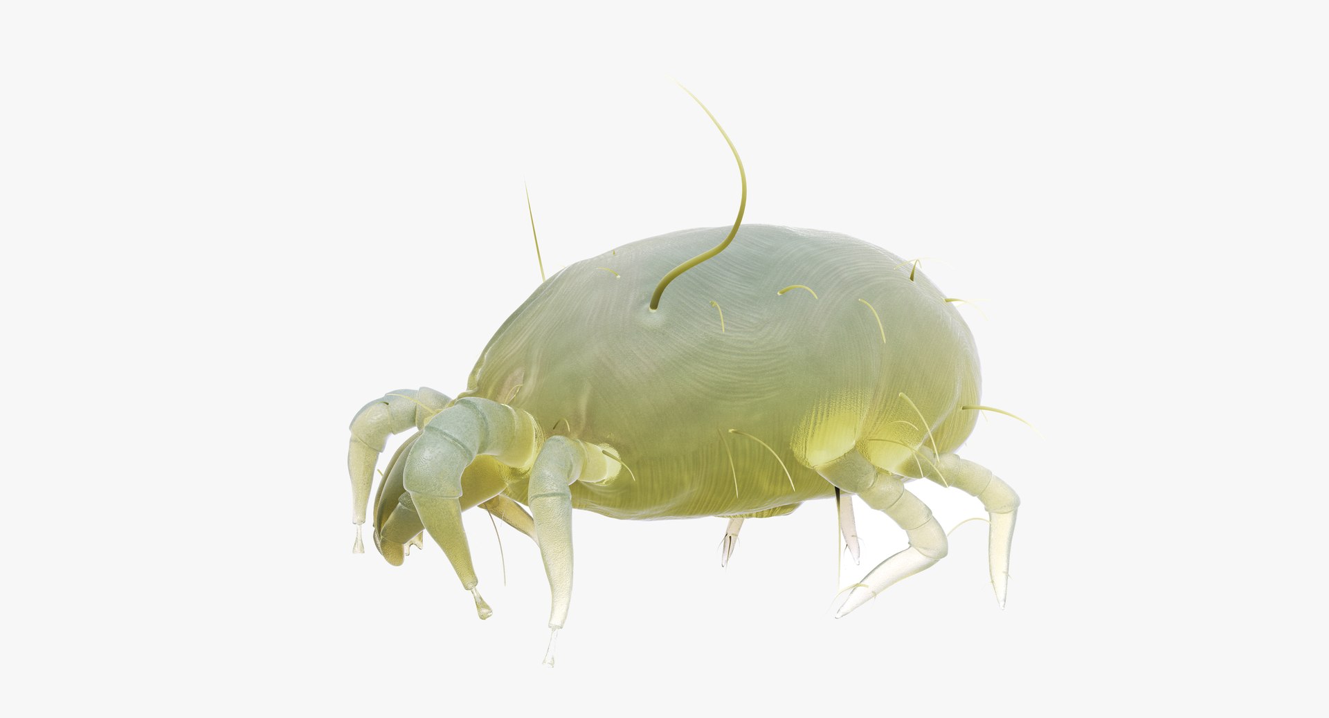 Dust Mite Animation Model - TurboSquid 1393999