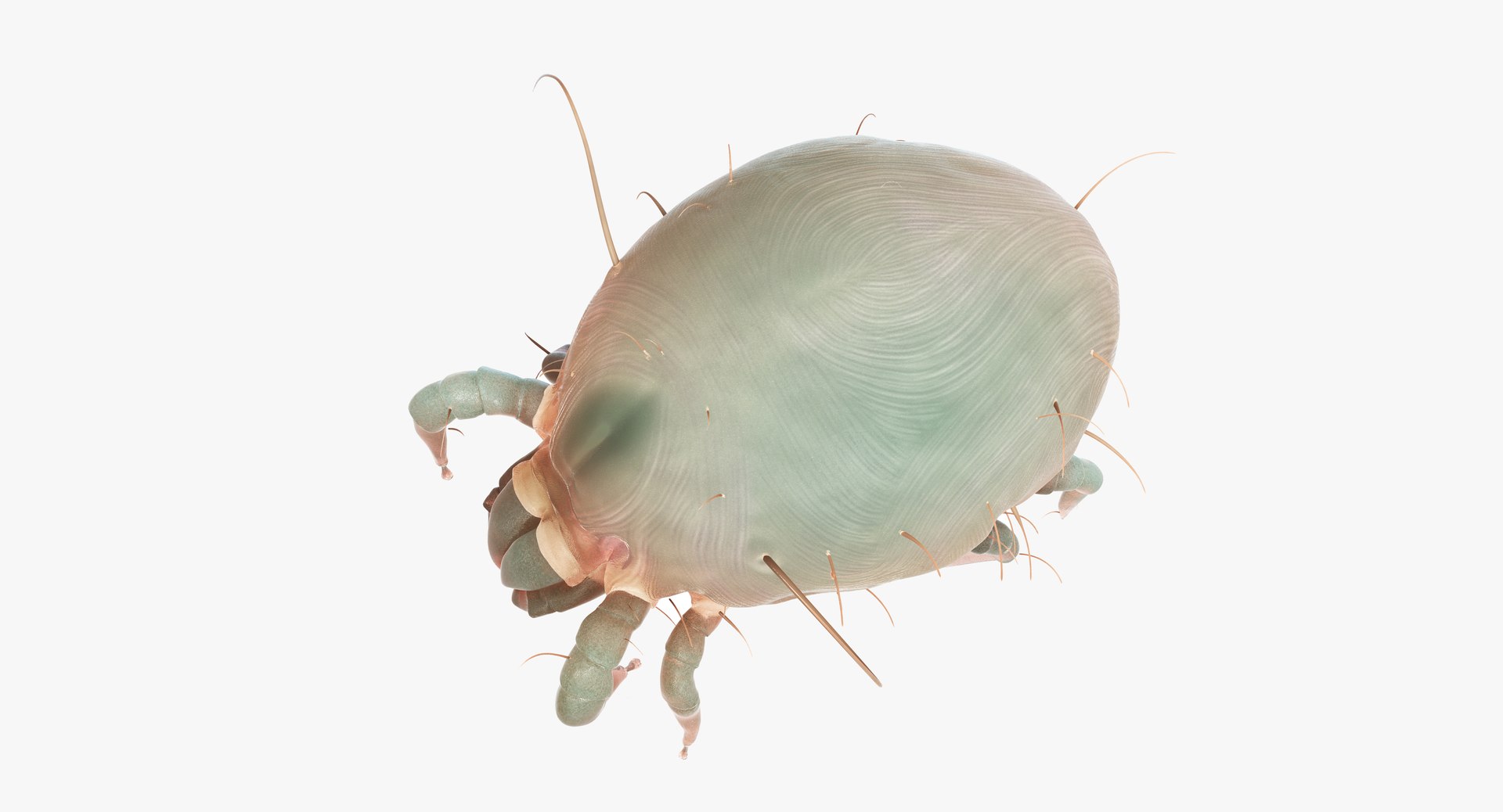 Dust Mite Animation Model - TurboSquid 1393999