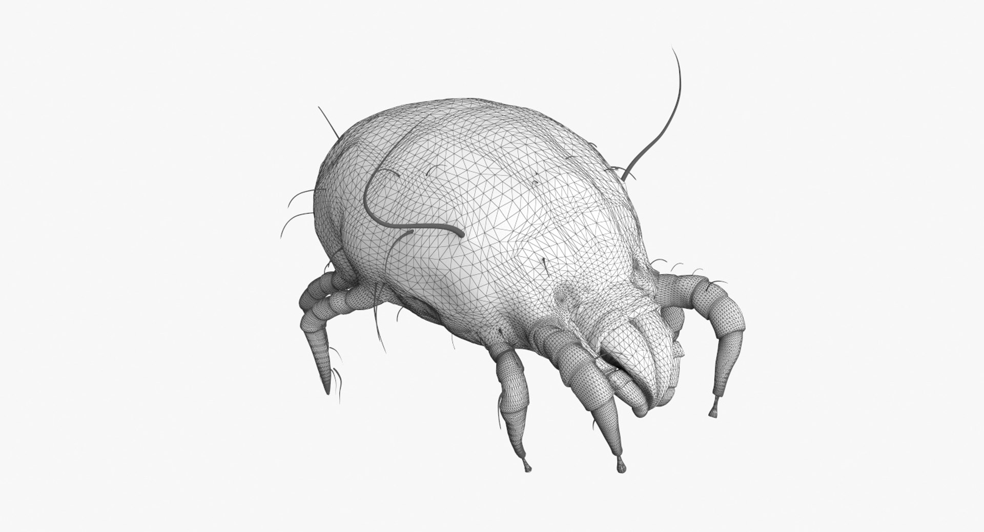 Dust Mite Animation Model - TurboSquid 1393999