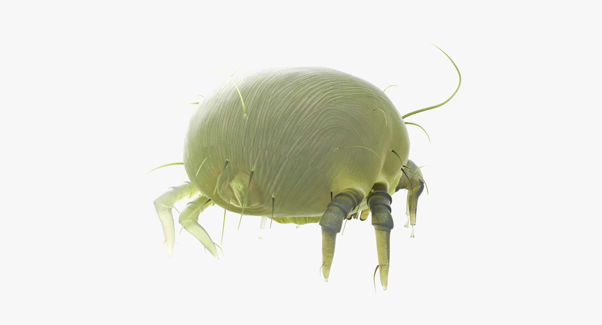 Dust Mite Animation Model - TurboSquid 1393999