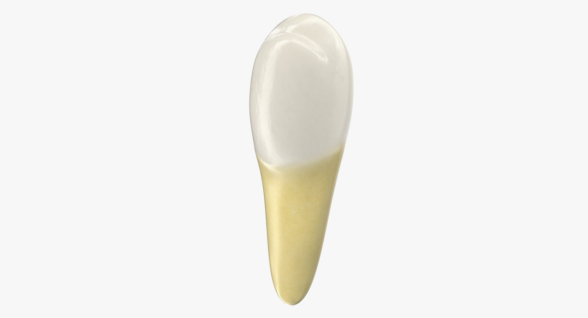 Premolar teeth molar 3D model - TurboSquid 1428962