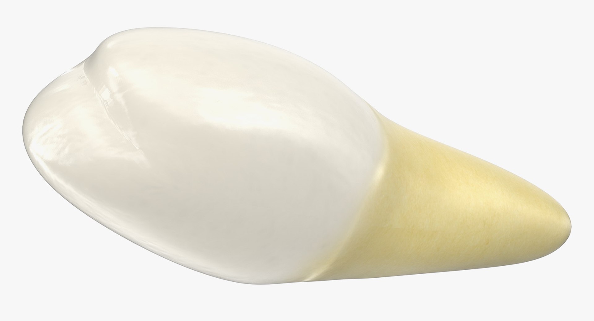 Premolar teeth molar 3D model - TurboSquid 1428962