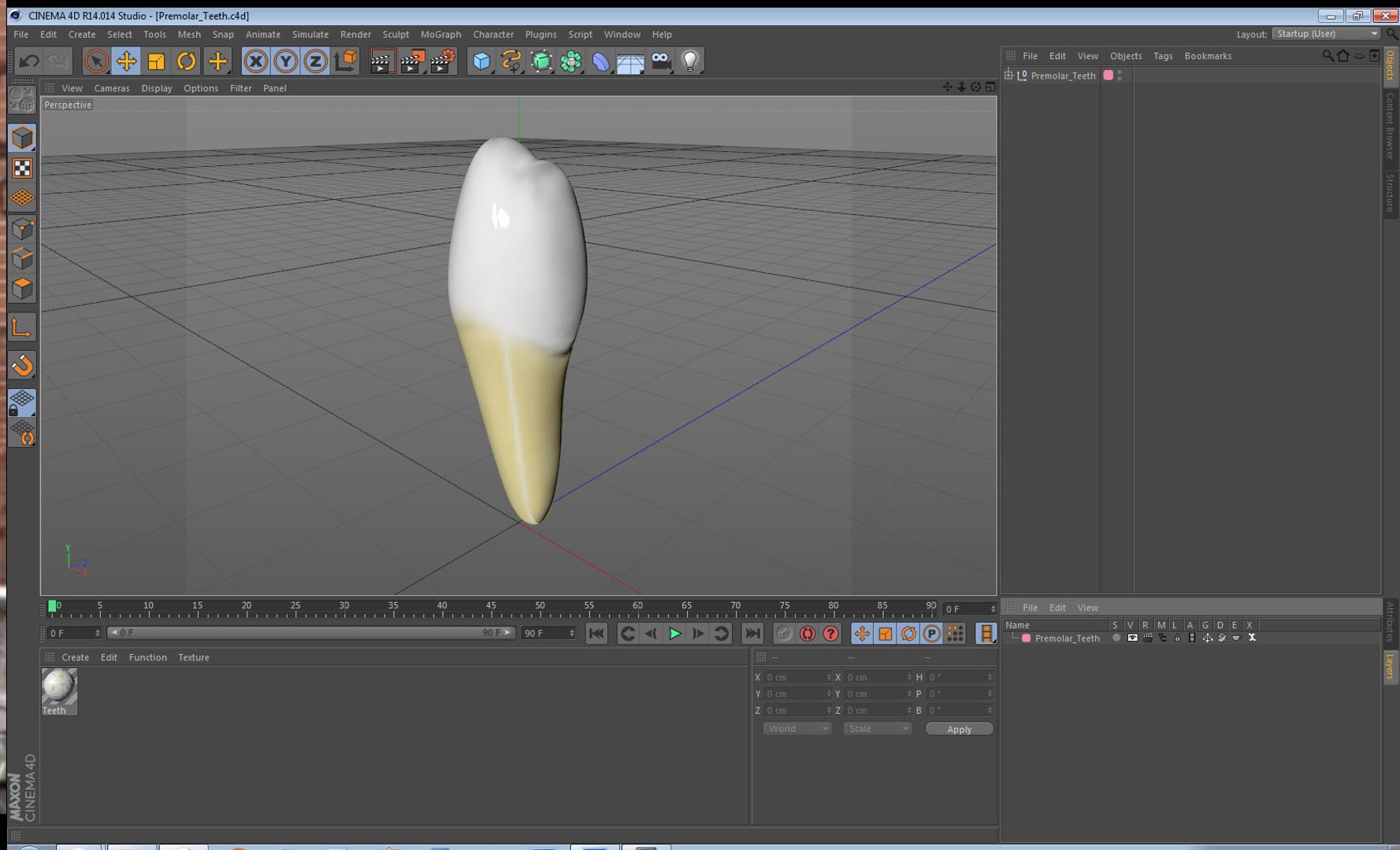 Premolar teeth molar 3D model - TurboSquid 1428962