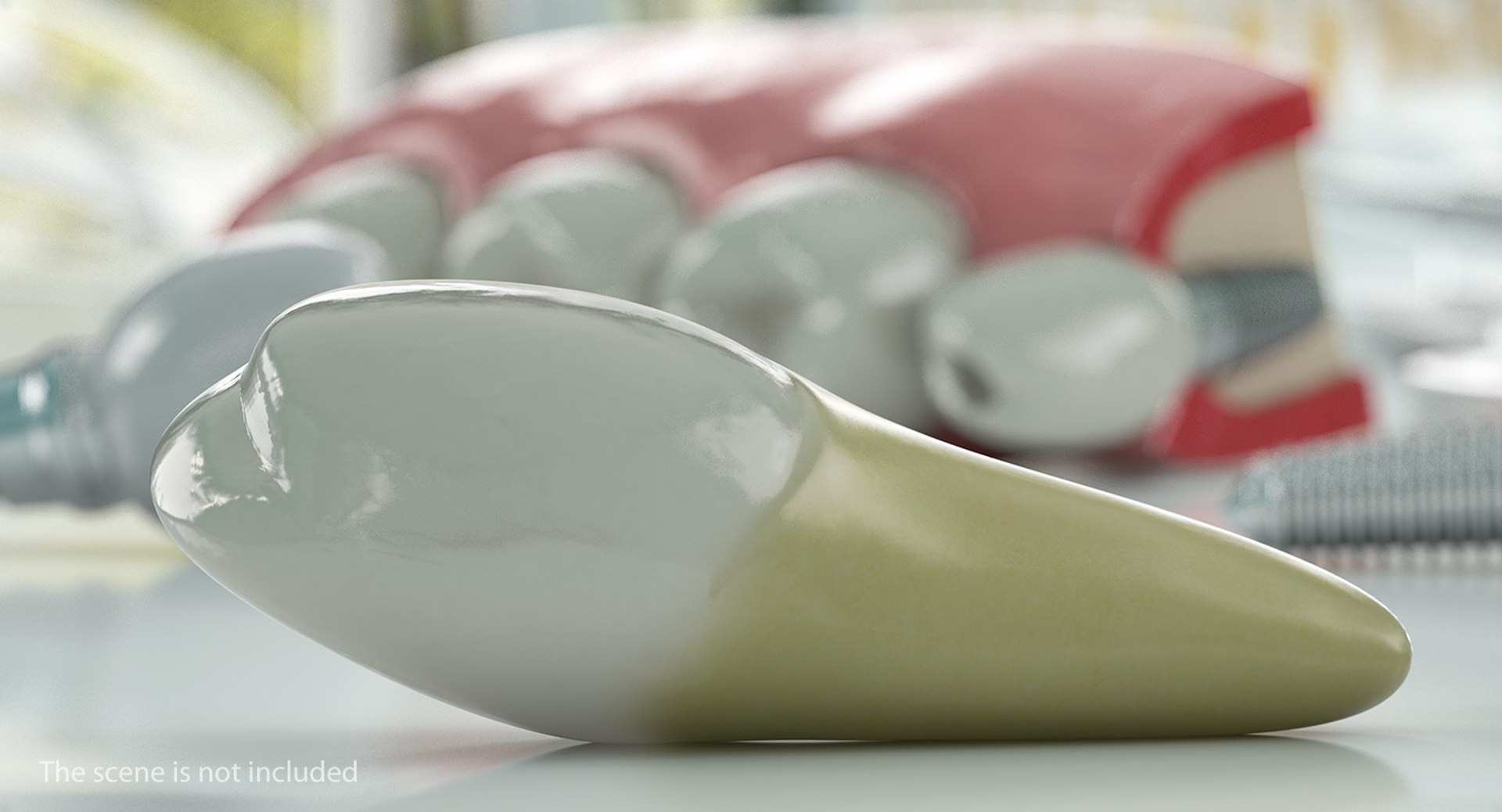 Premolar teeth molar 3D model - TurboSquid 1428962