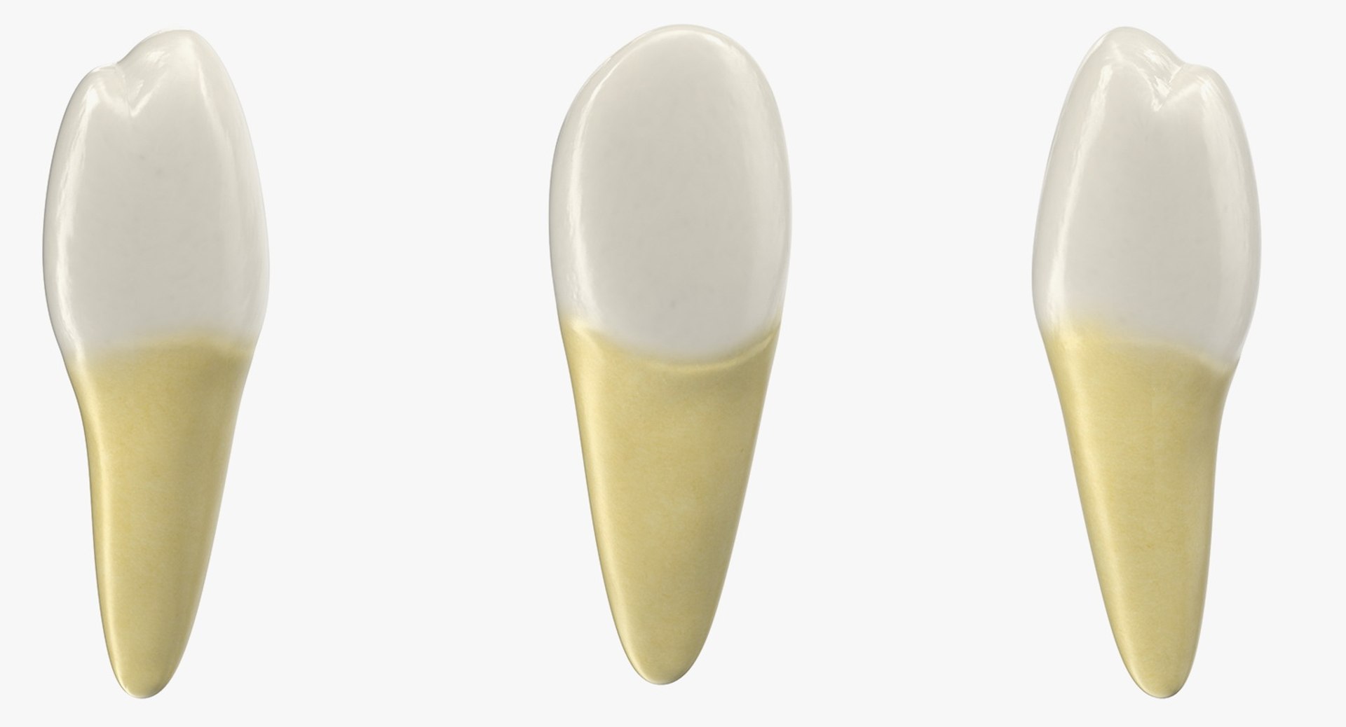 Premolar teeth molar 3D model - TurboSquid 1428962