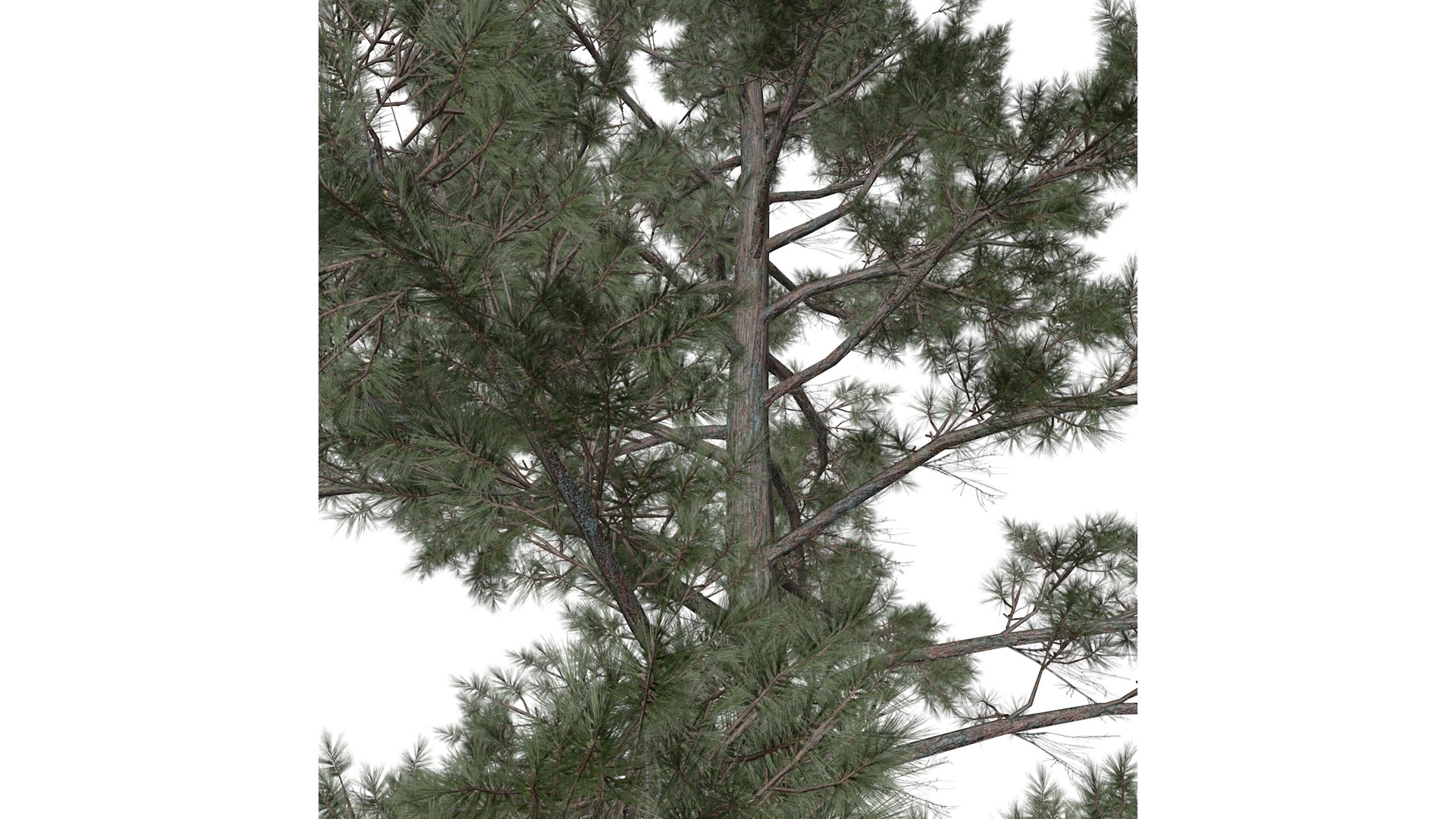 Scots Pine Tree - 02 - 3D - TurboSquid 2374123