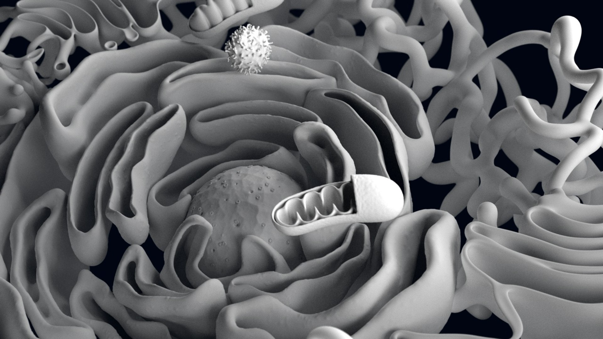 Cell Reticulum Endoplasmic 3D Model - TurboSquid 1354436