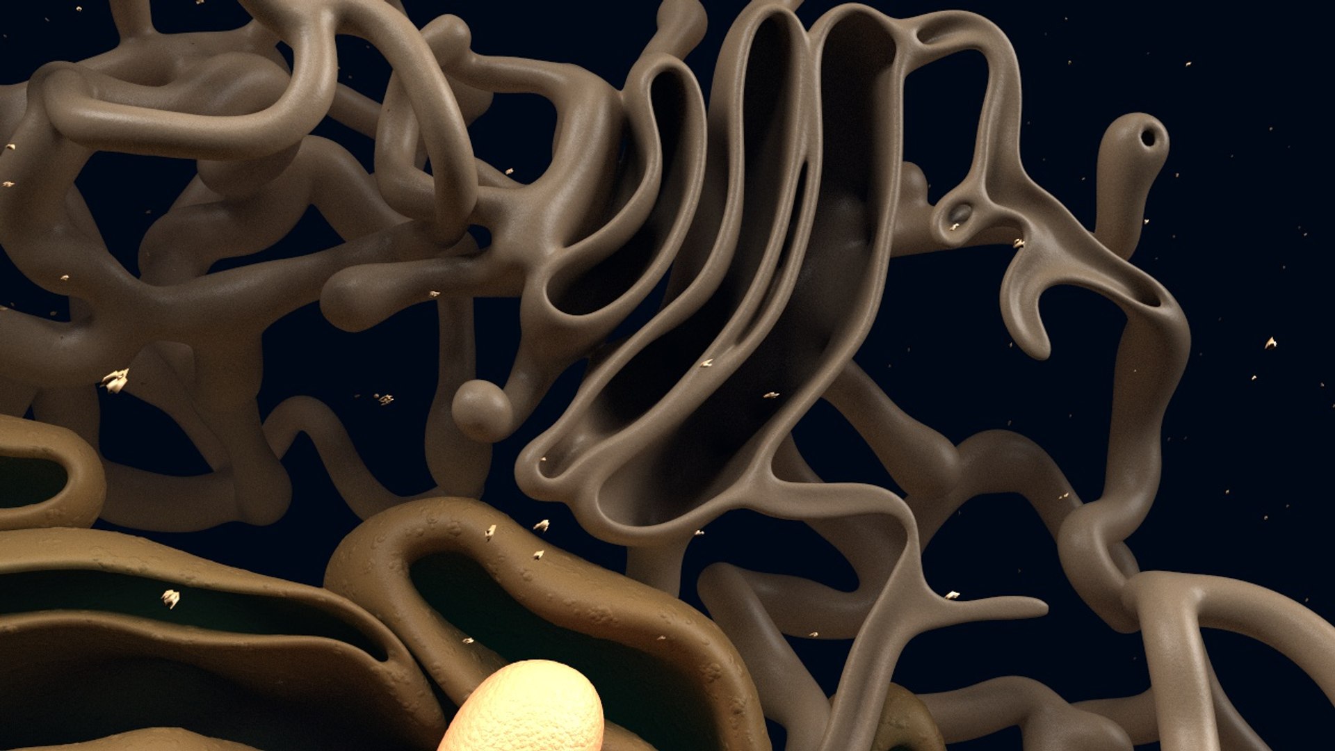 Cell Reticulum Endoplasmic 3D Model - TurboSquid 1354436