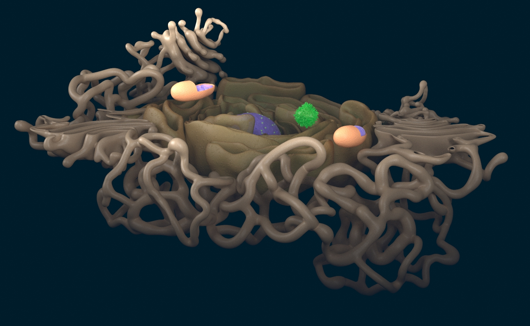 Cell Reticulum Endoplasmic 3D Model - TurboSquid 1354436