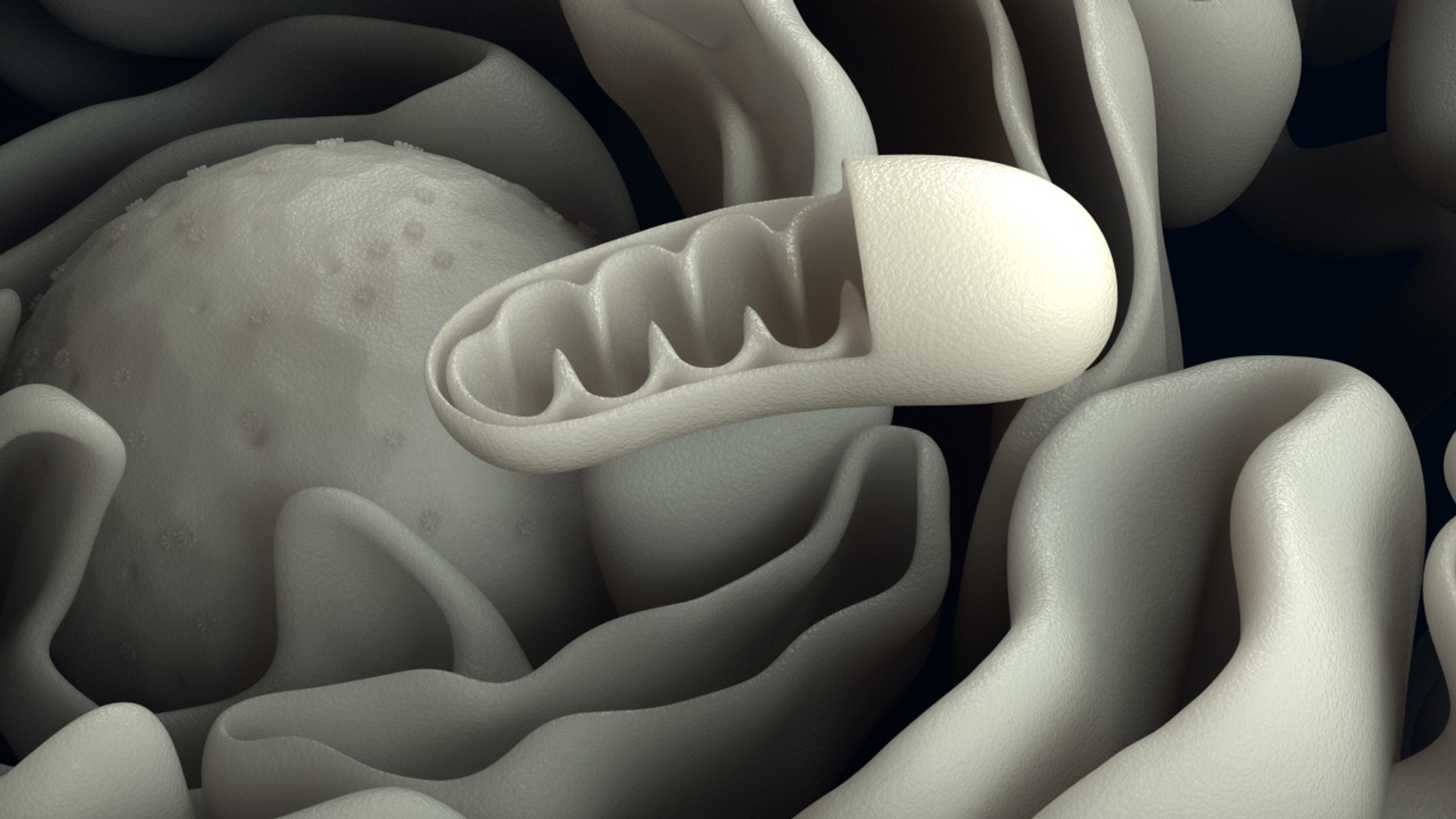 Cell reticulum endoplasmic 3D model - TurboSquid 1354436
