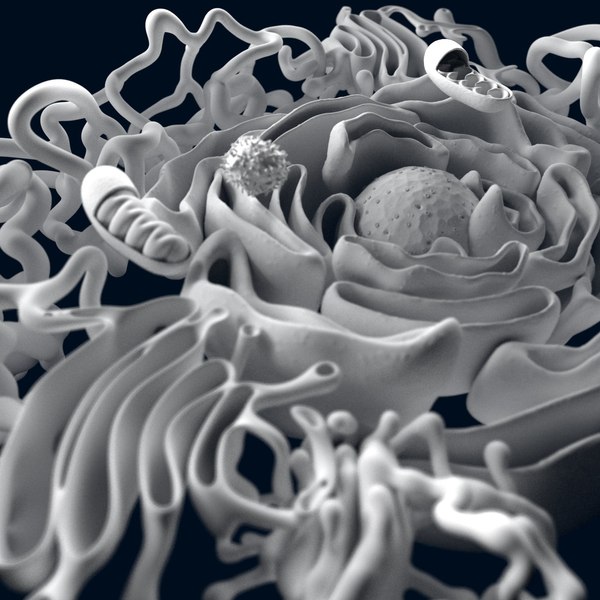 Cell reticulum endoplasmic 3D model - TurboSquid 1354436