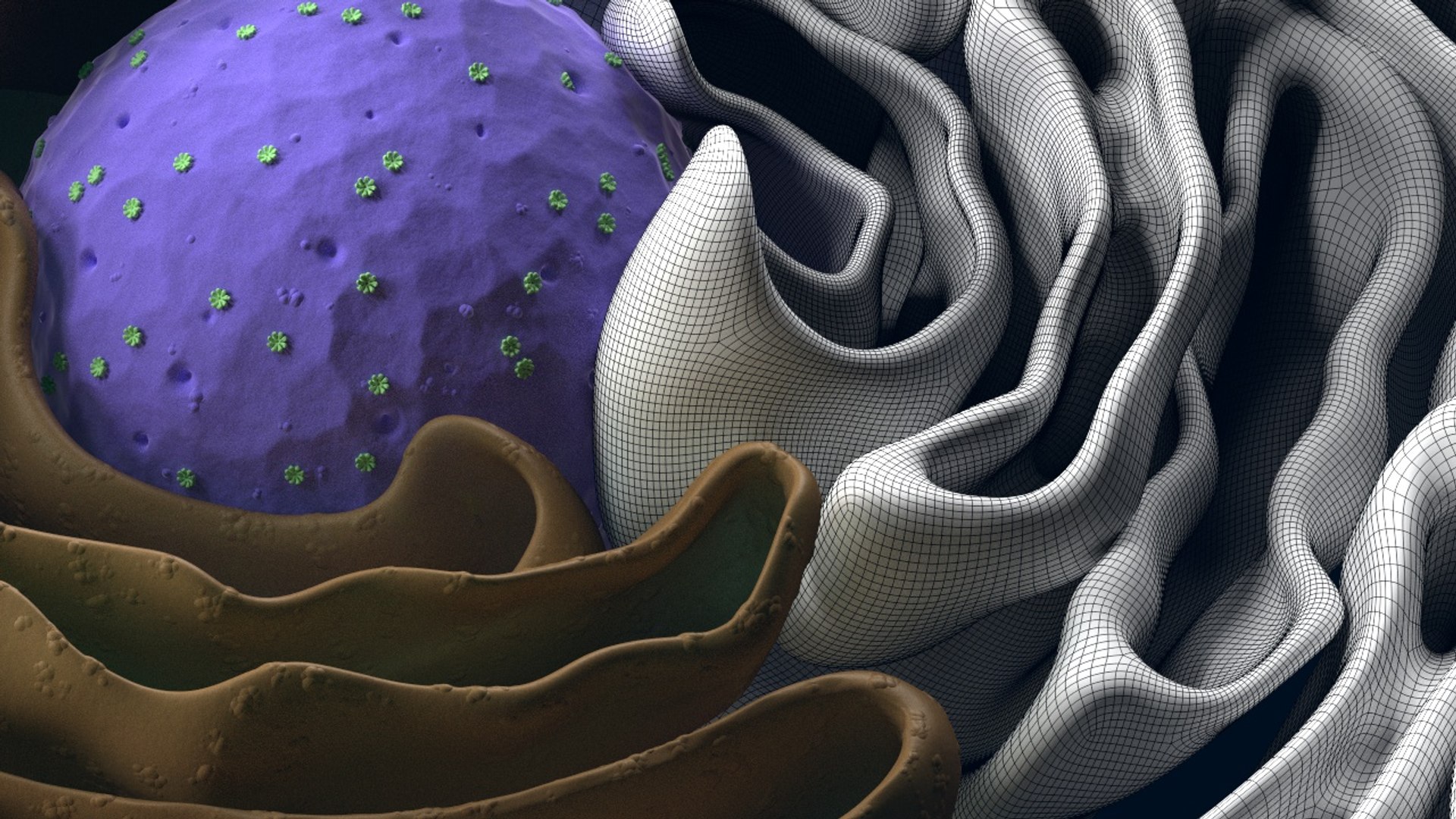 Cell reticulum endoplasmic 3D model - TurboSquid 1354436