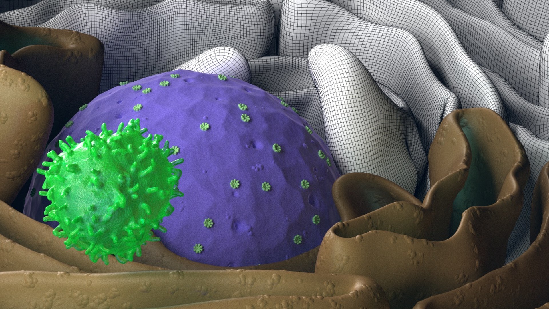 Cell Reticulum Endoplasmic 3D Model - TurboSquid 1354436