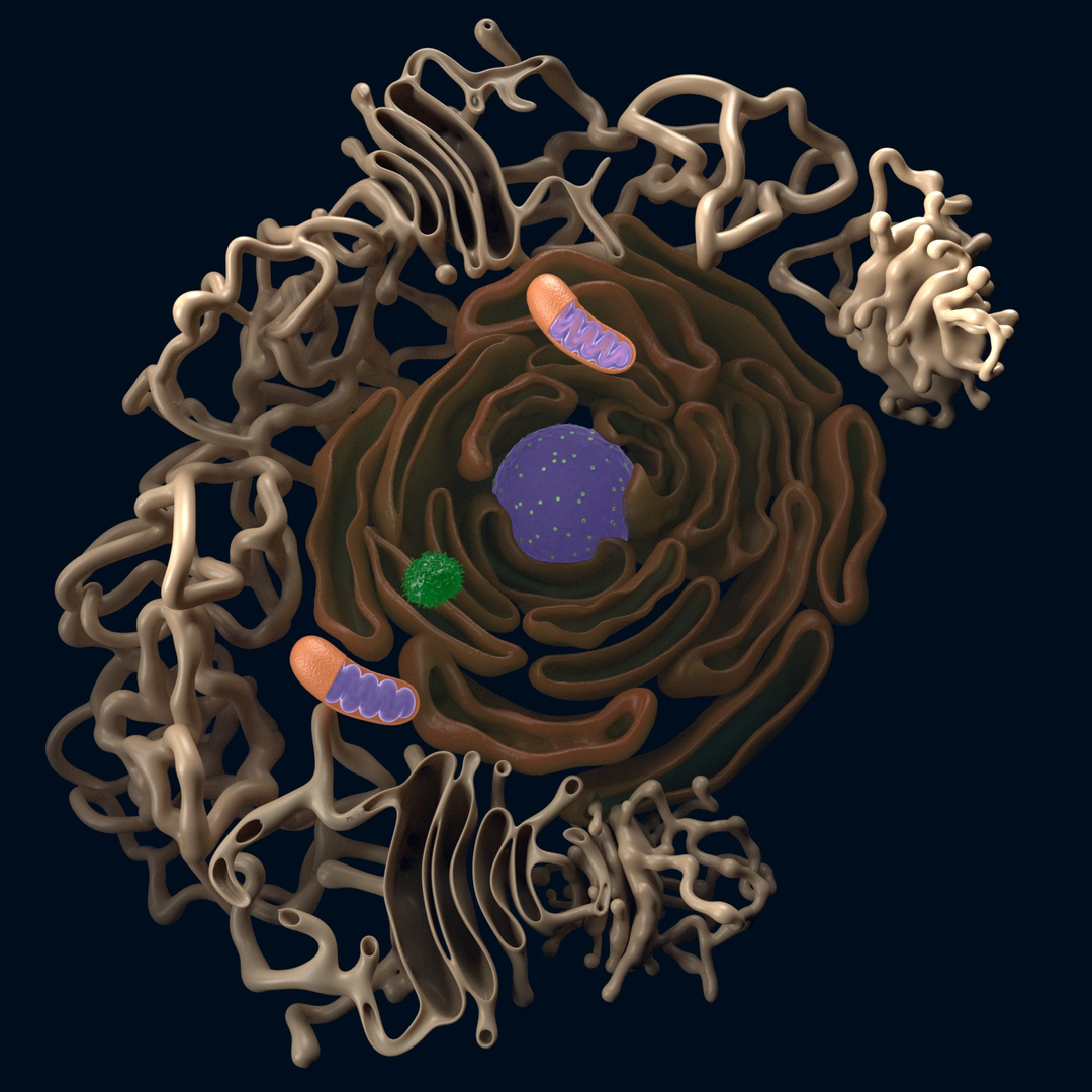 Cell reticulum endoplasmic 3D model - TurboSquid 1354436