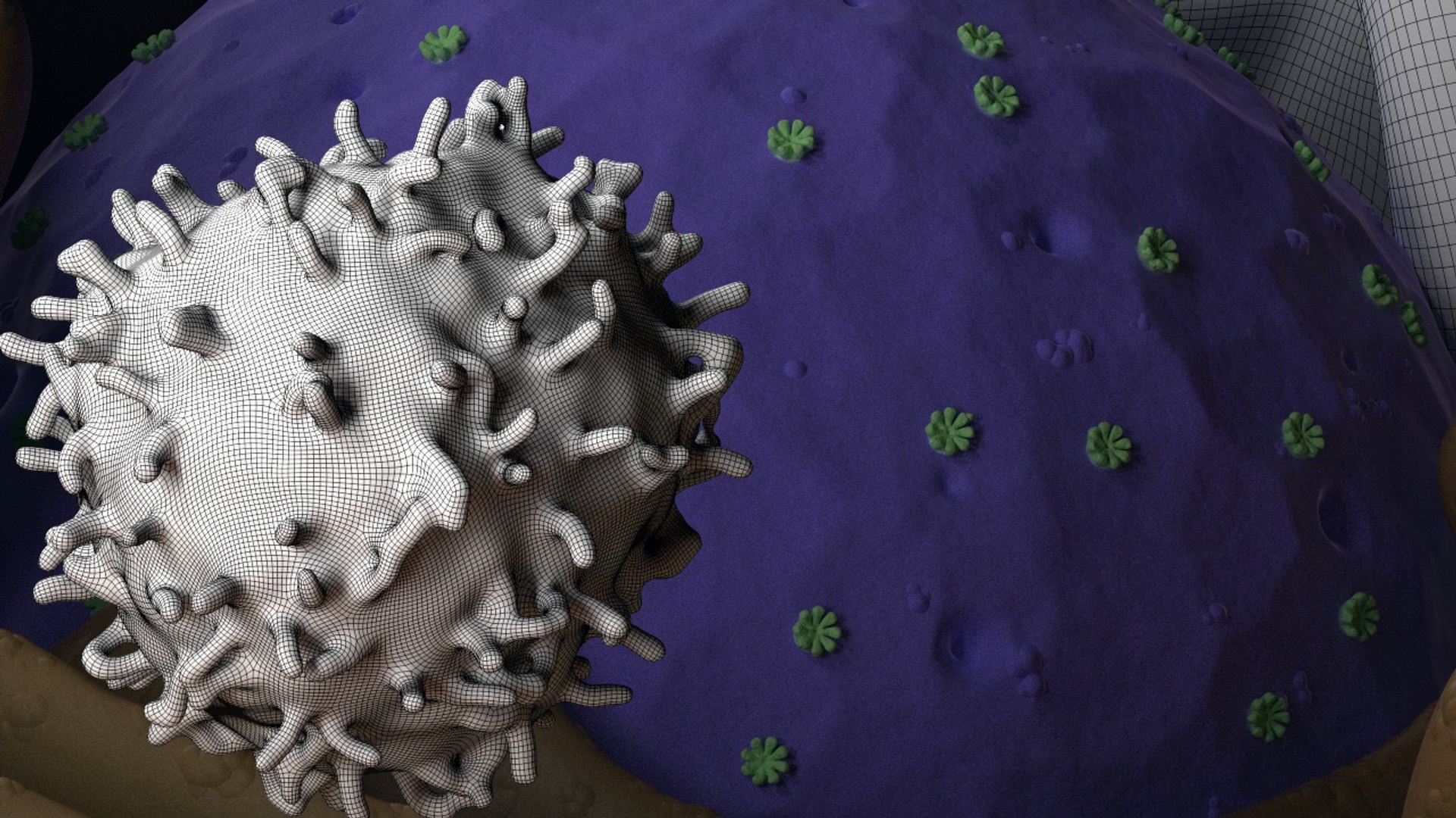 Cell Reticulum Endoplasmic 3D Model - TurboSquid 1354436