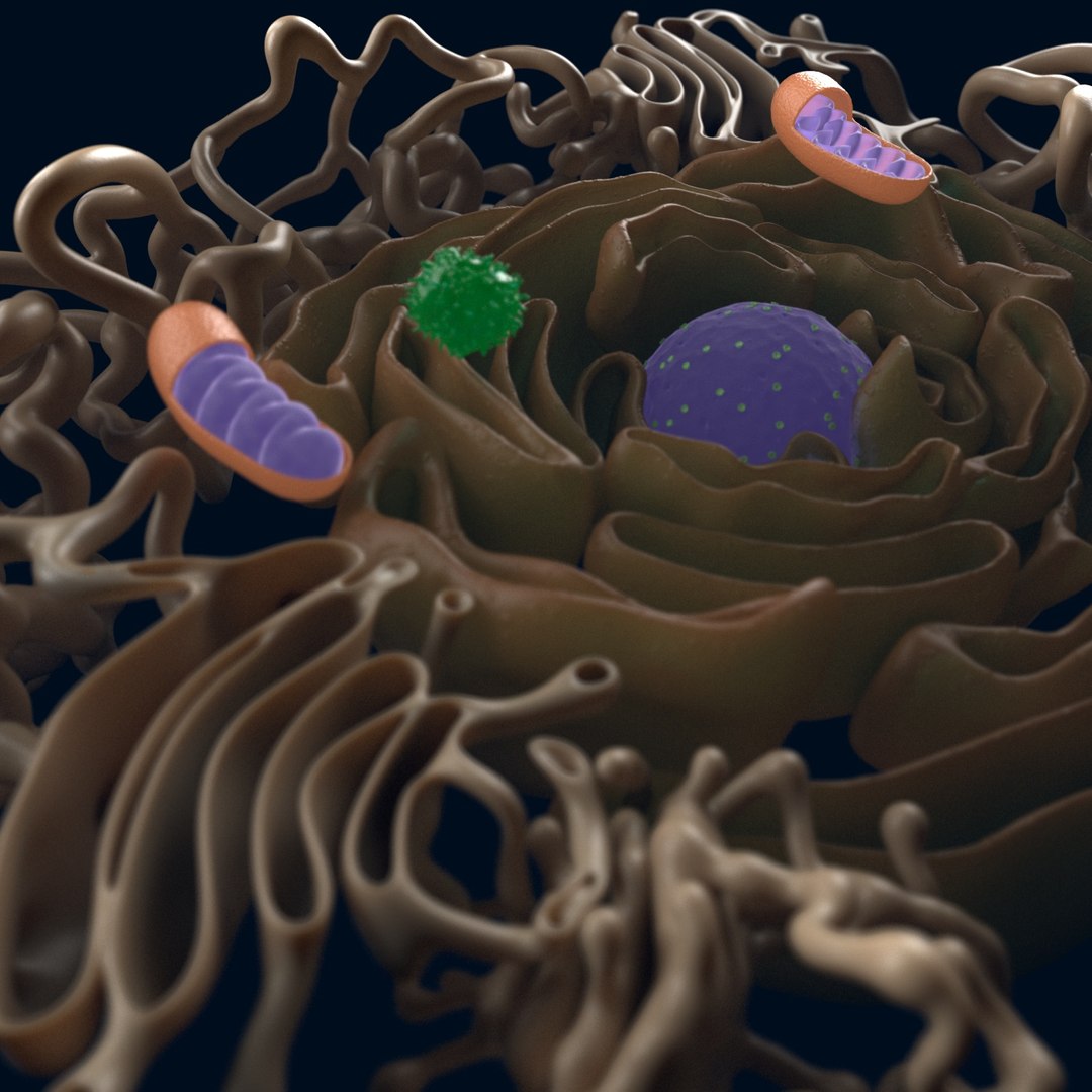 Cell Reticulum Endoplasmic 3D Model - TurboSquid 1354436