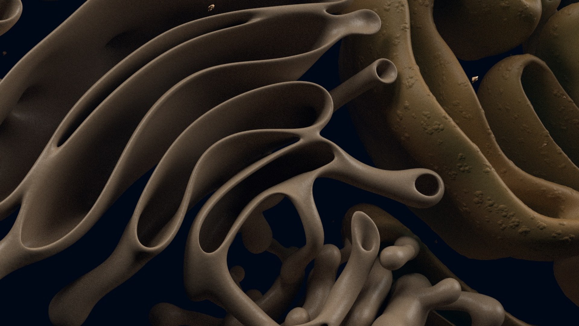 Cell Reticulum Endoplasmic 3D Model - TurboSquid 1354436