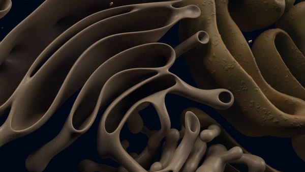 Cell reticulum endoplasmic 3D model - TurboSquid 1354436