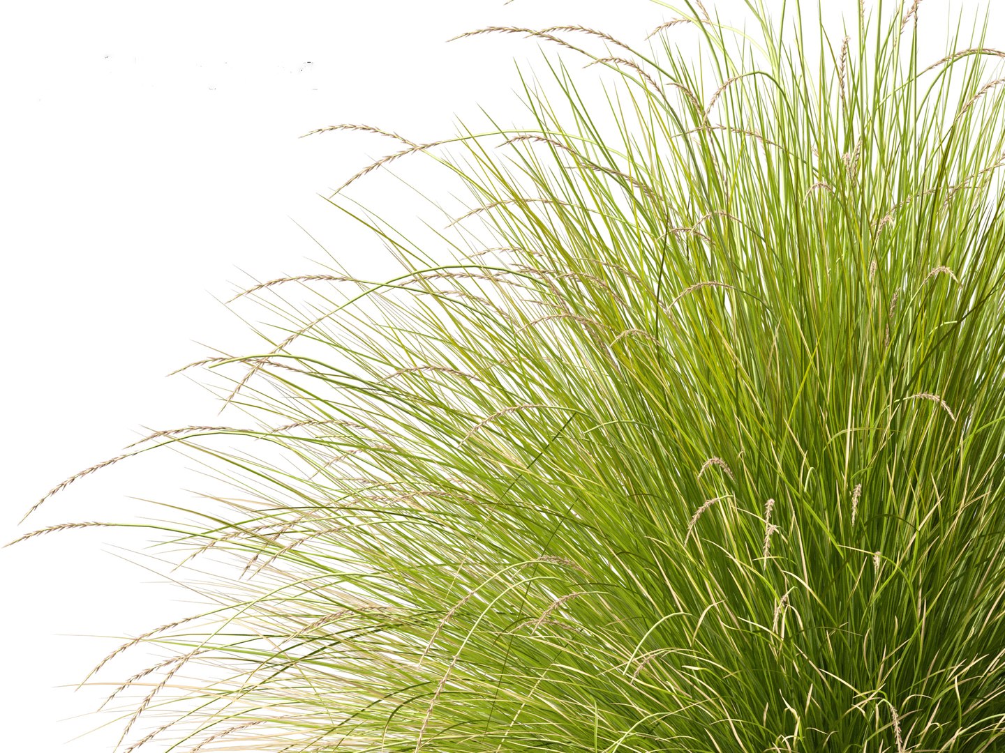 Festuca Mairei - Mt Atlas Fescue 3D Model - TurboSquid 2139373