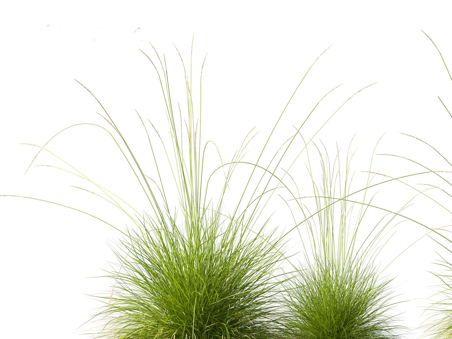 Festuca Mairei - Mt Atlas Fescue 3D Model - TurboSquid 2139373
