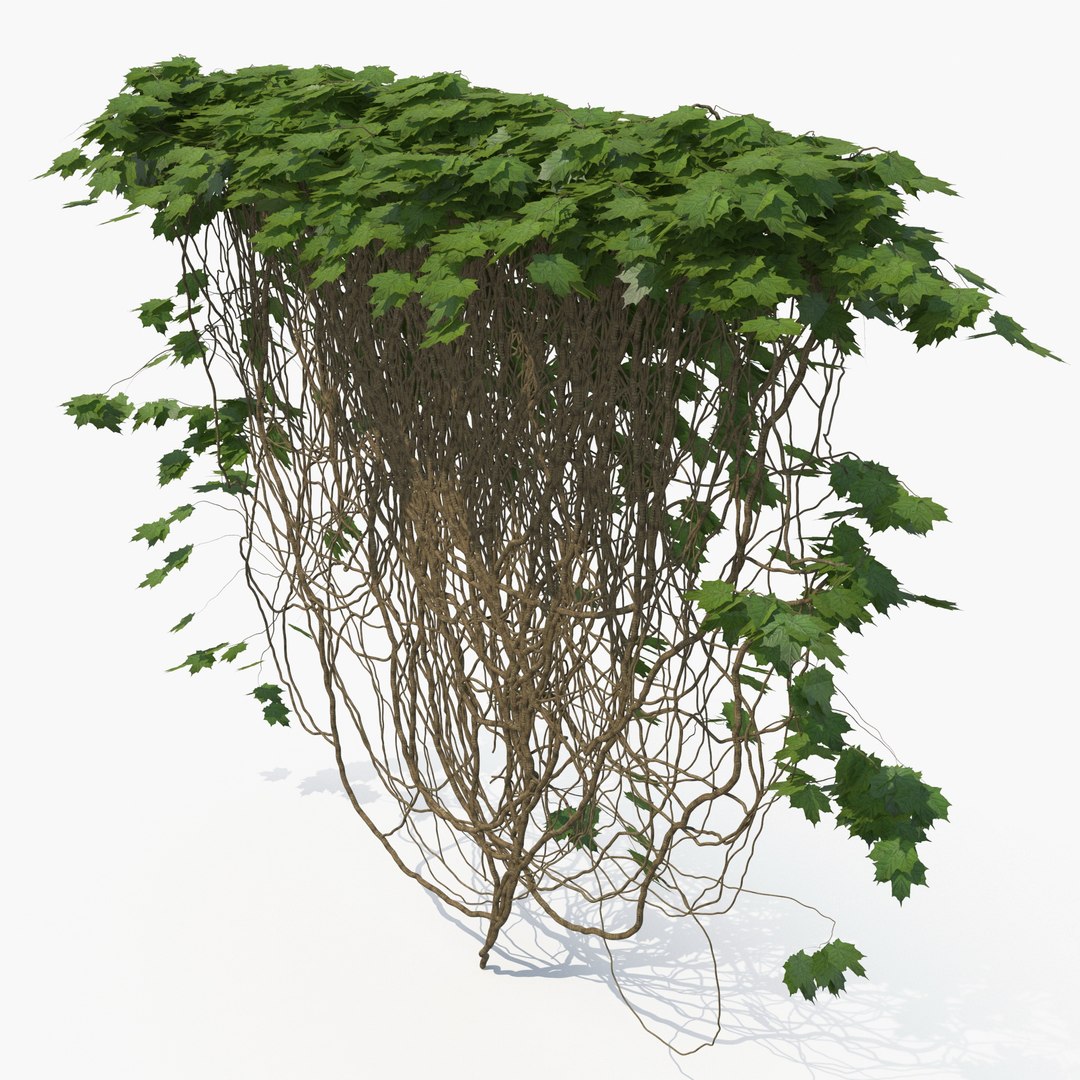 Realistic ivy wall model - TurboSquid 1149318