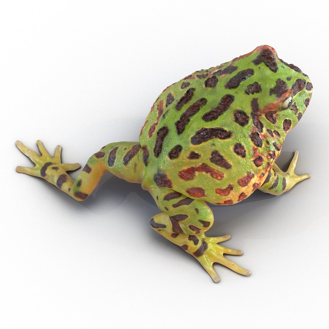 max pacman frog pose 2