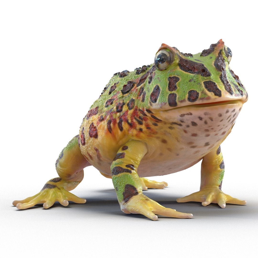 Max Pacman Frog Pose 2