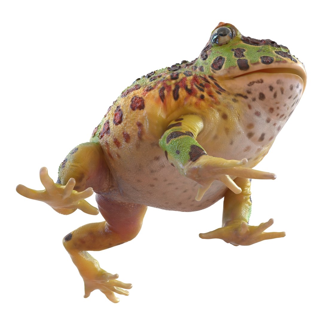 max pacman frog pose 2
