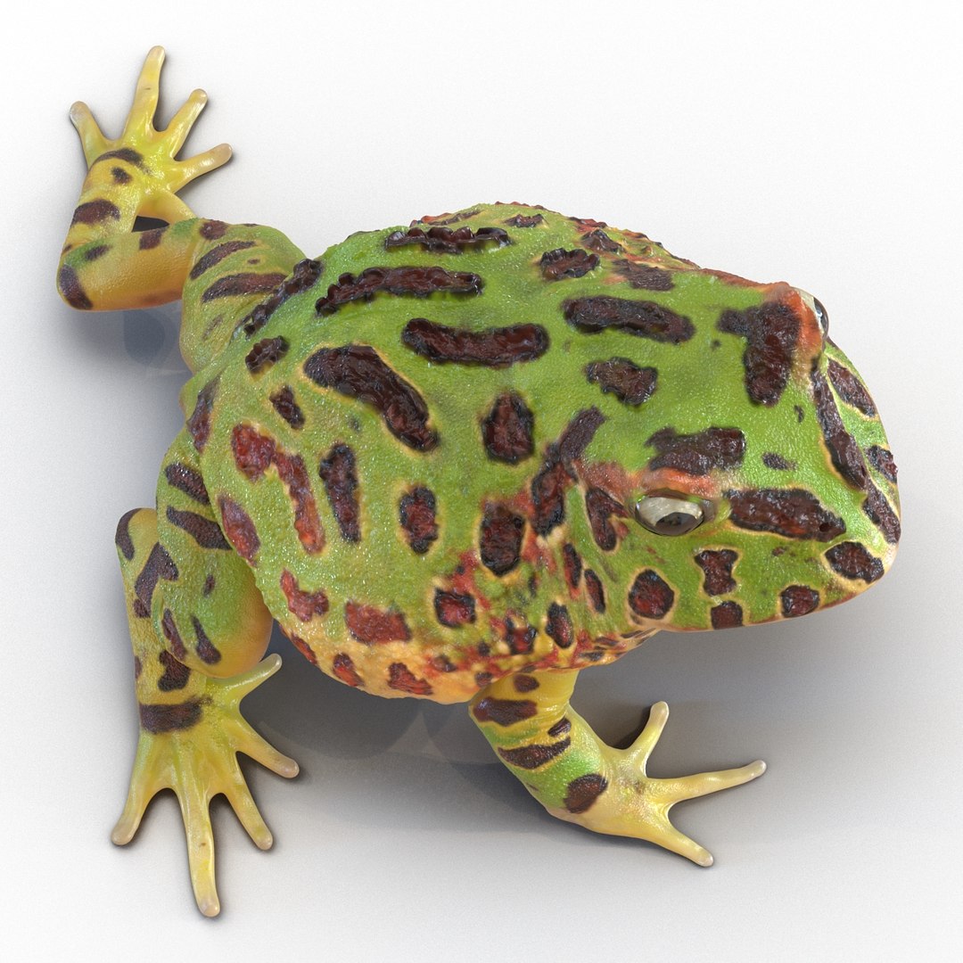 Max Pacman Frog Pose 2