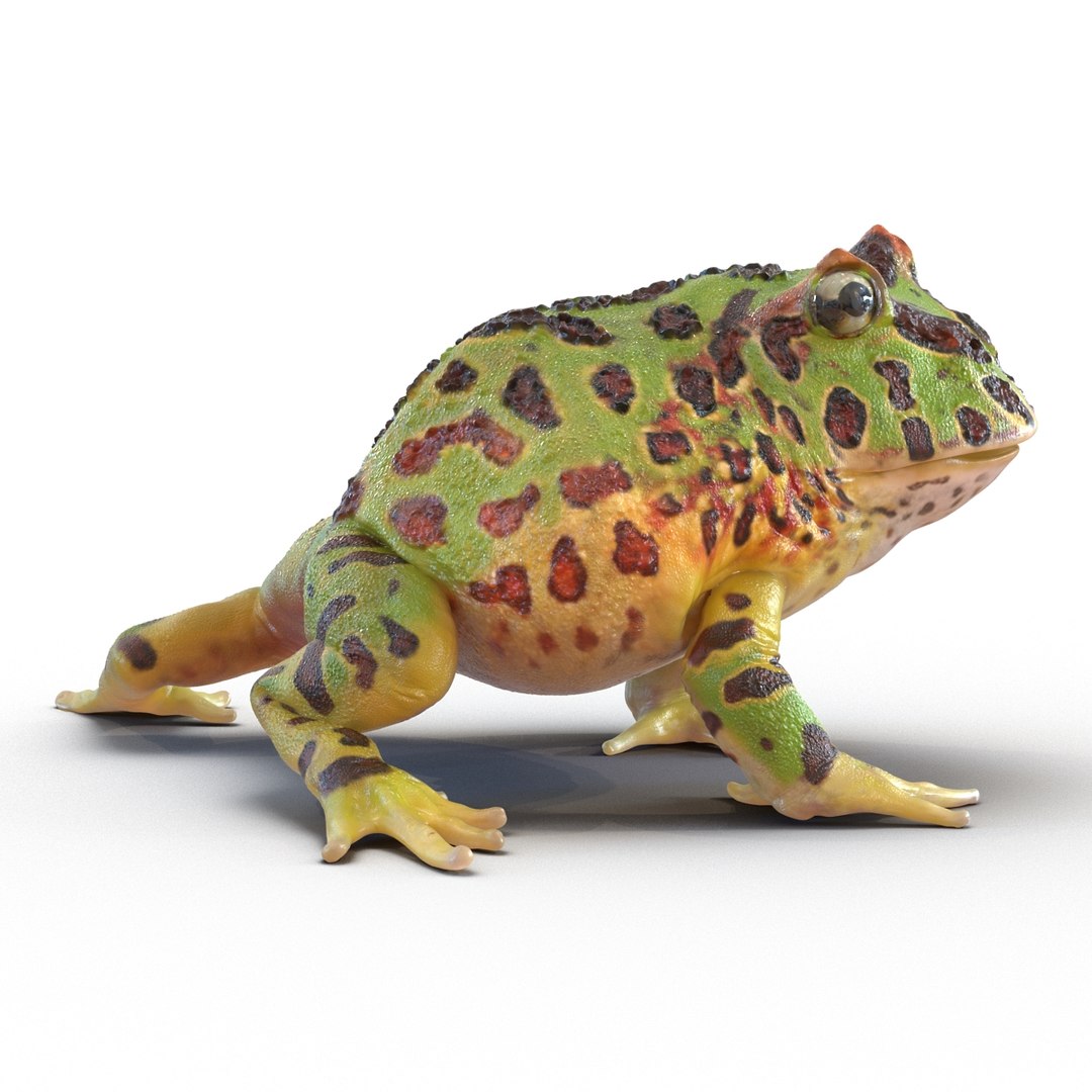 Max Pacman Frog Pose 2