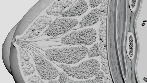 modelo 3d Sección transversal de la anatomía del seno - TurboSquid 1237788