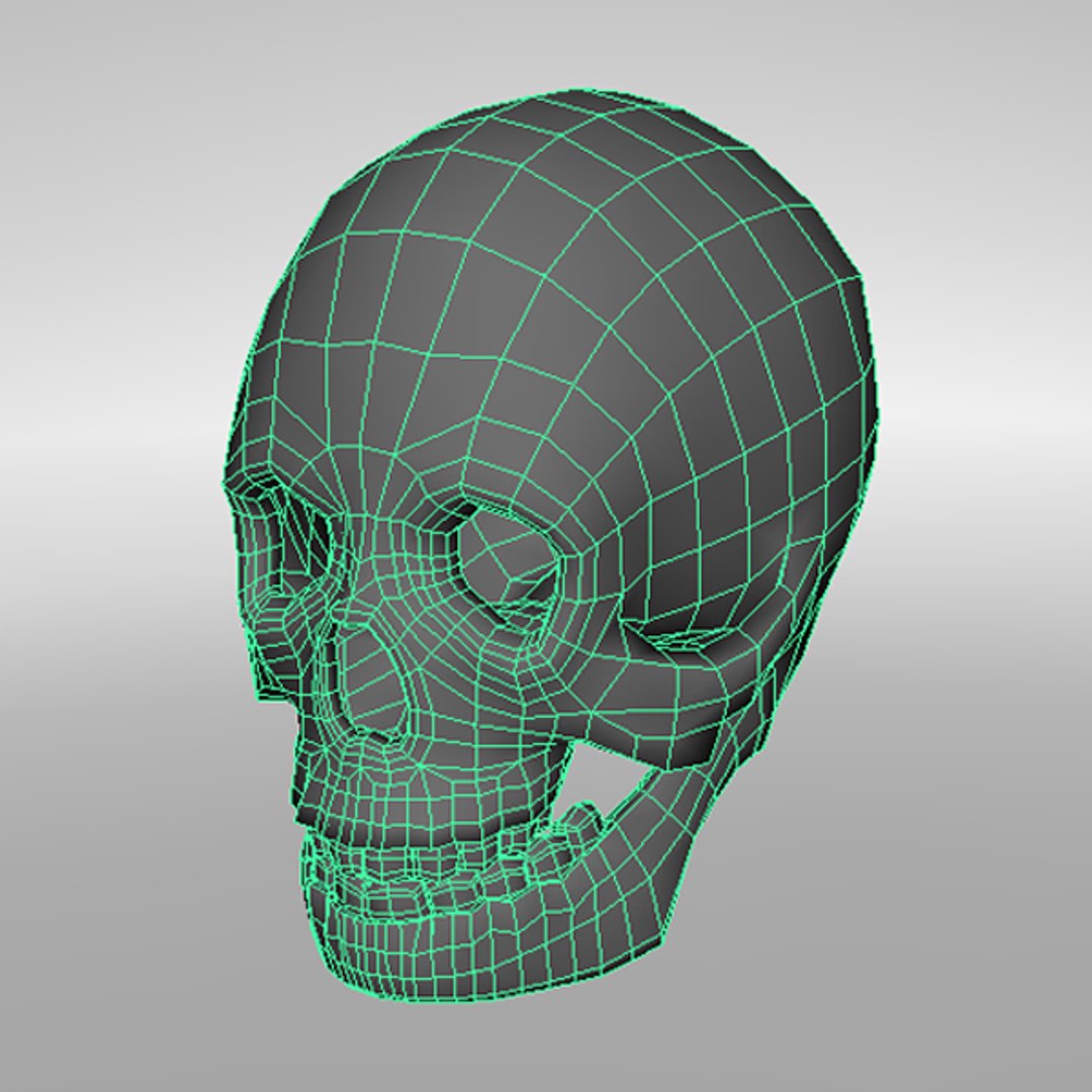 human skull 3d model