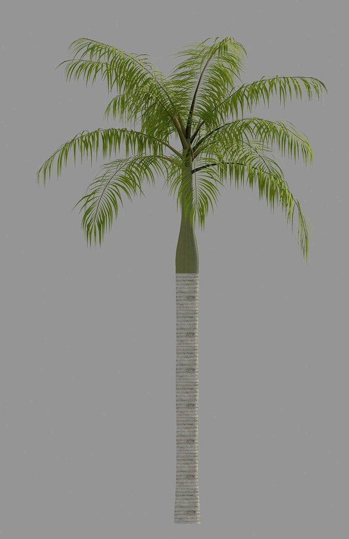 Royal Palm Max