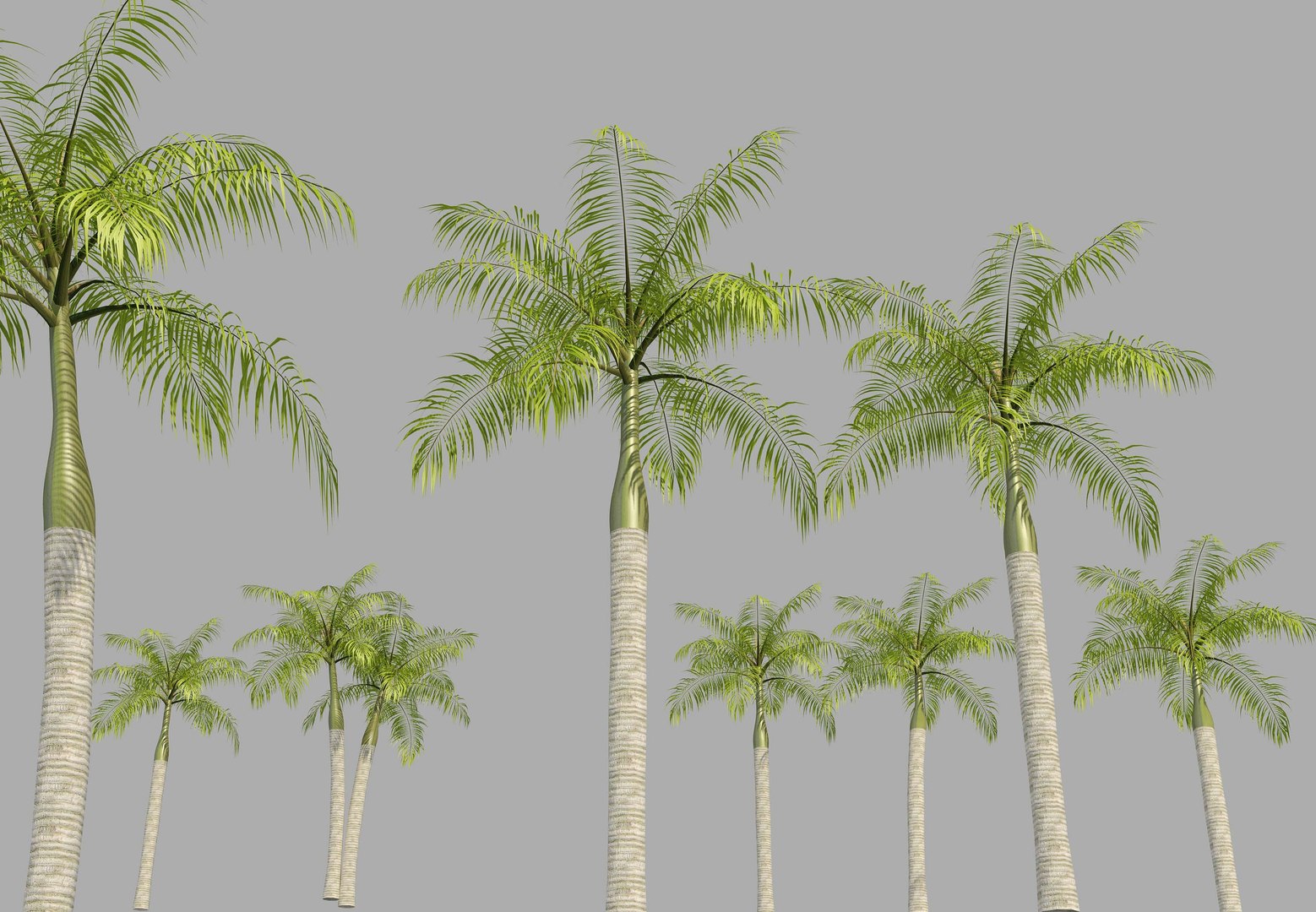 Royal Palm Max